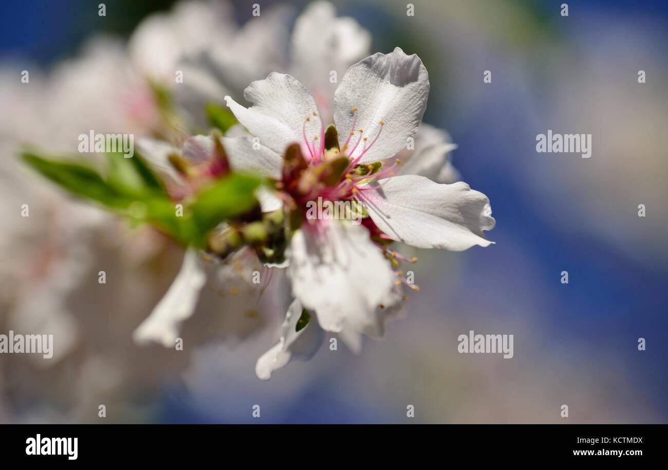 White flower isolated of almond tree in full splendor Stock Photo - Alamy