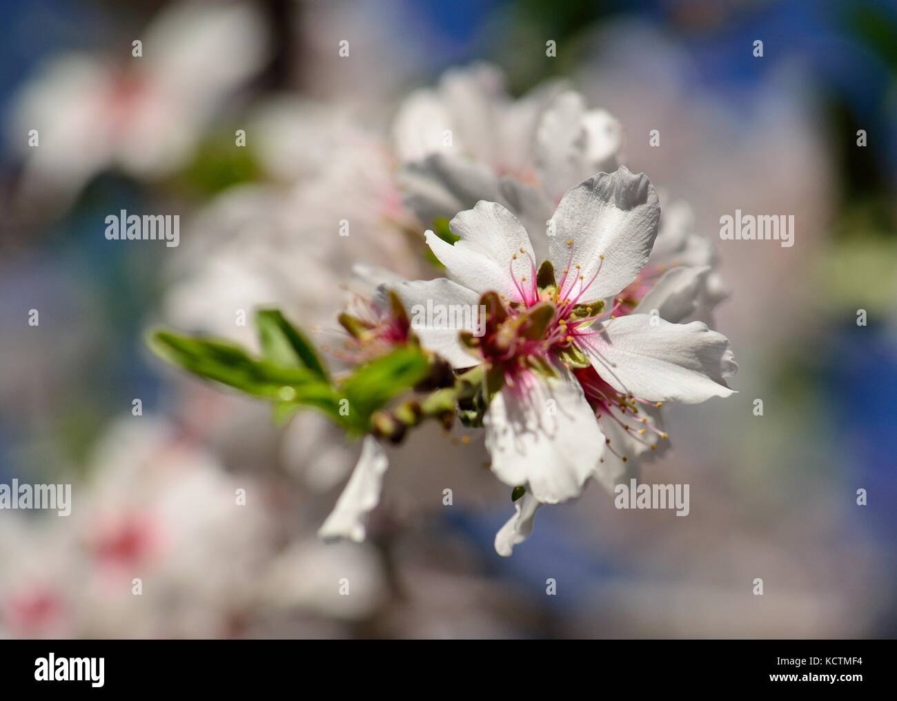 Bright white flower of almond tree in full splendor Stock Photo - Alamy