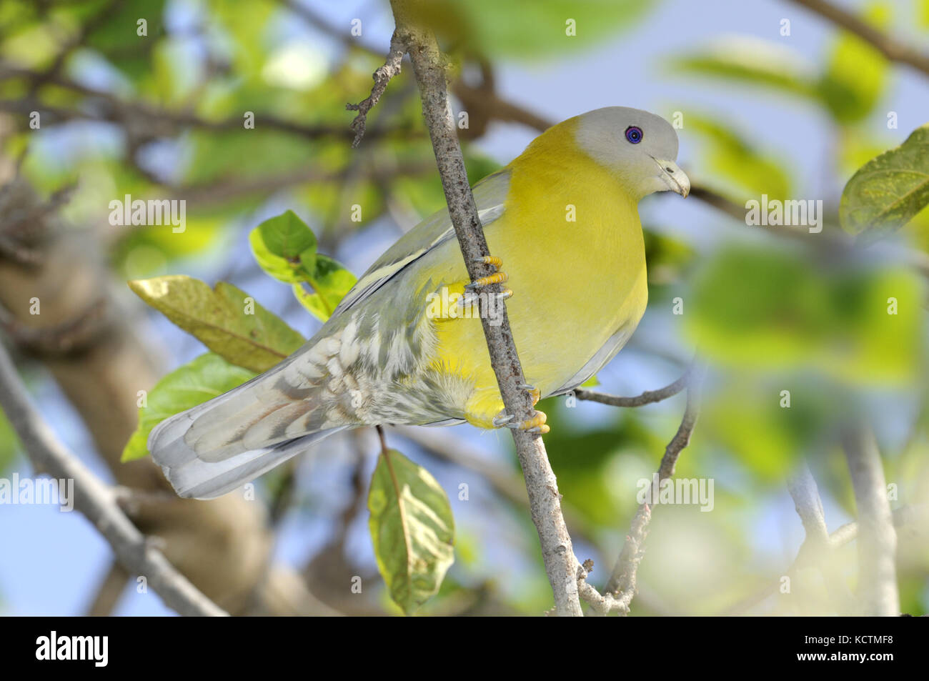 Large Green Pigeon