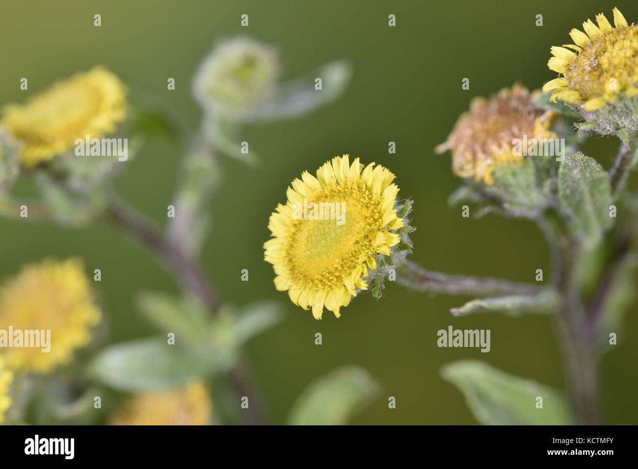 Small Fleabane - Pulicaria vulgaris Stock Photo - Alamy