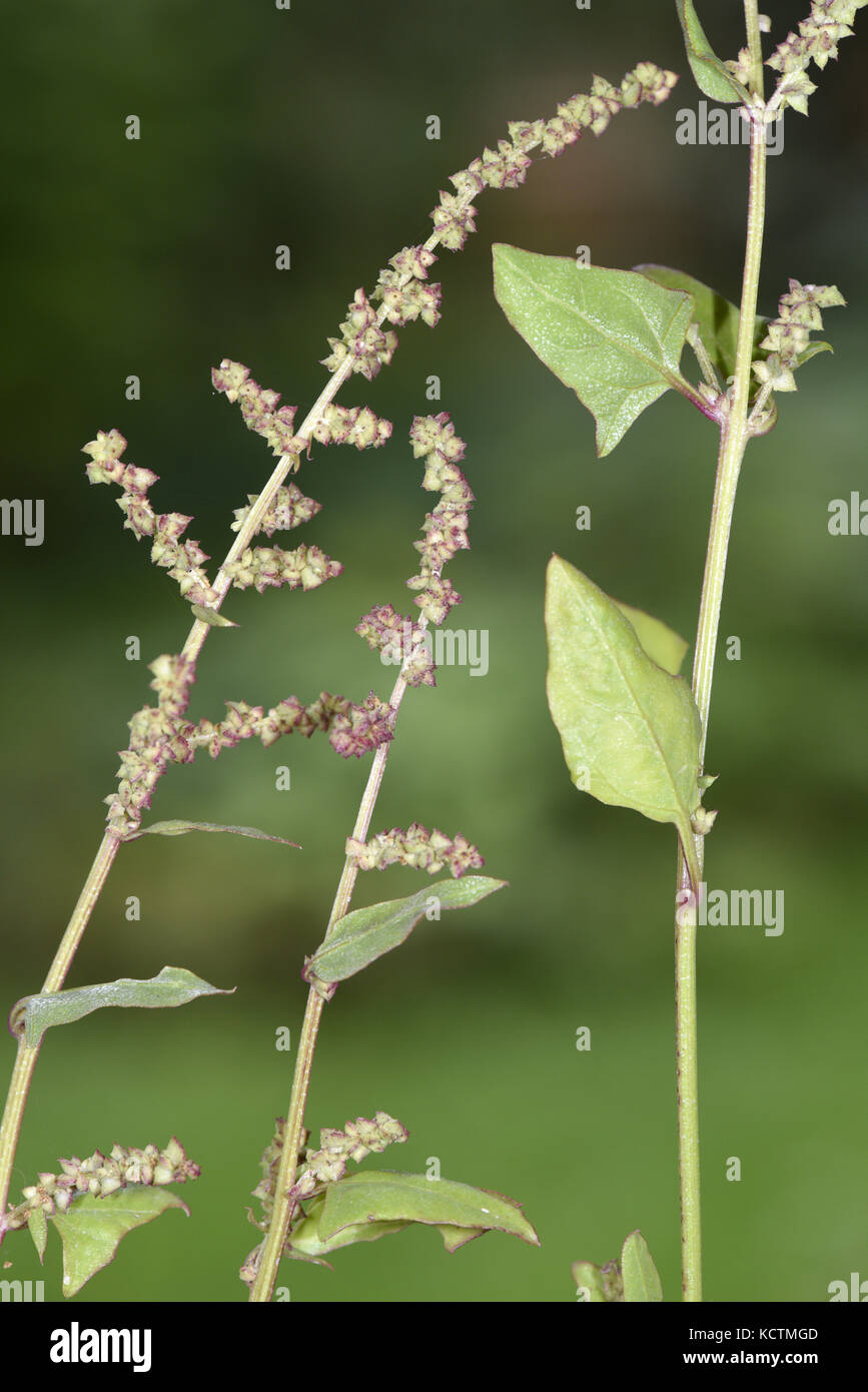 Spear-leaved Orache - Atriplex prostrata Stock Photo - Alamy