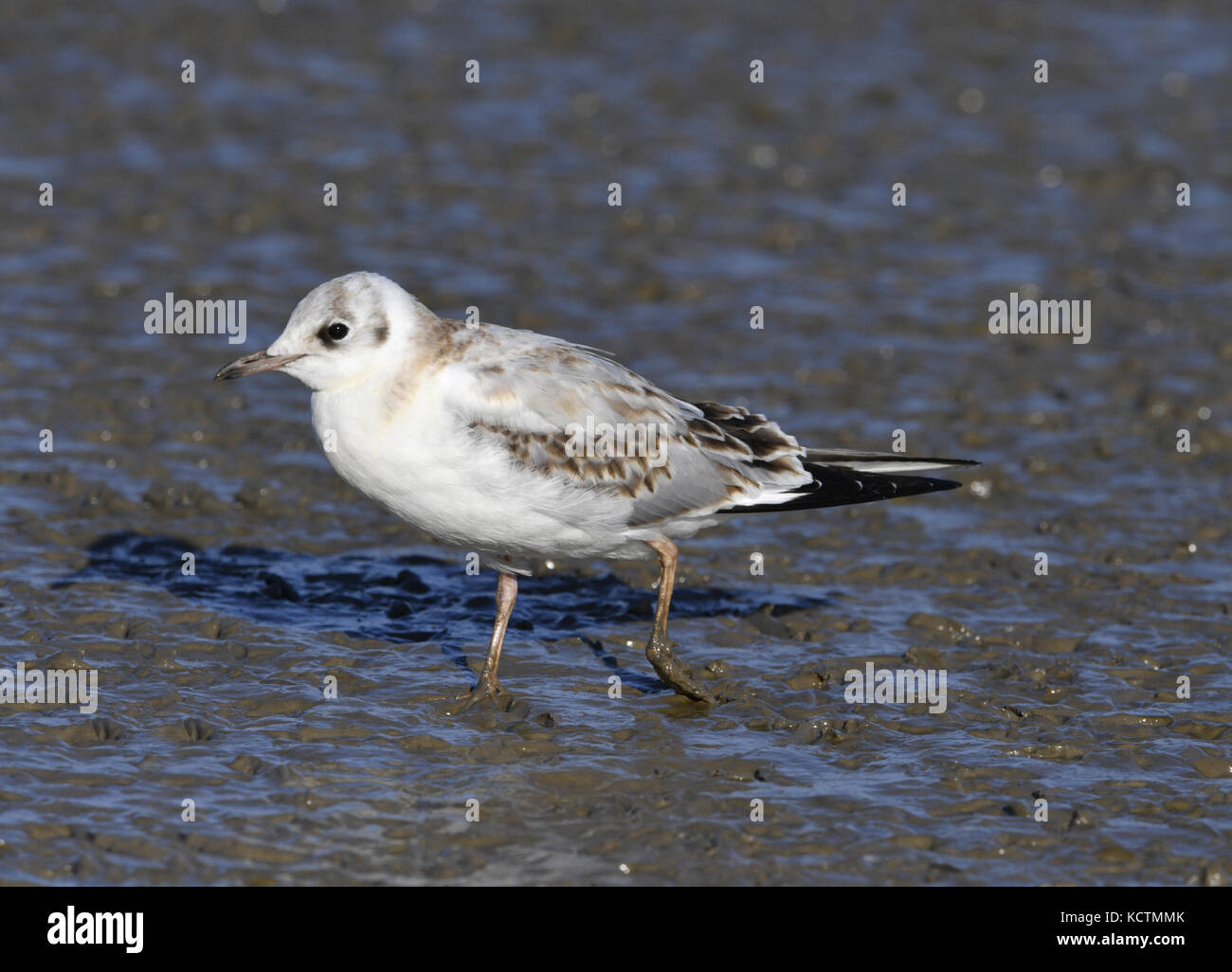 Black-headed Gull - Larus ridibundus - moulting juvenile Stock Photo ...