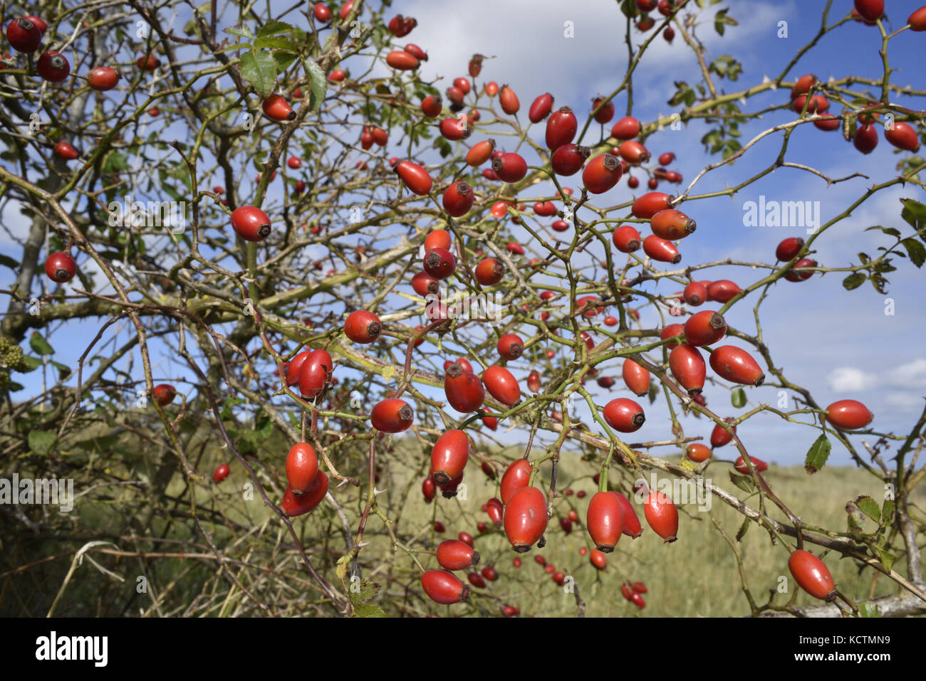 Dog-rose - Rosa canina Stock Photo - Alamy