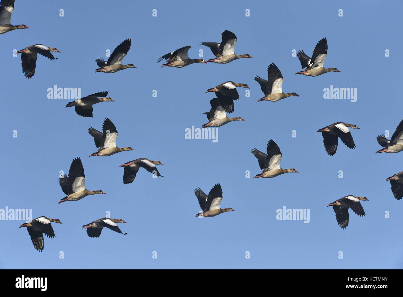 Egyptian Goose High Resolution Stock Photography and Images - Alamy