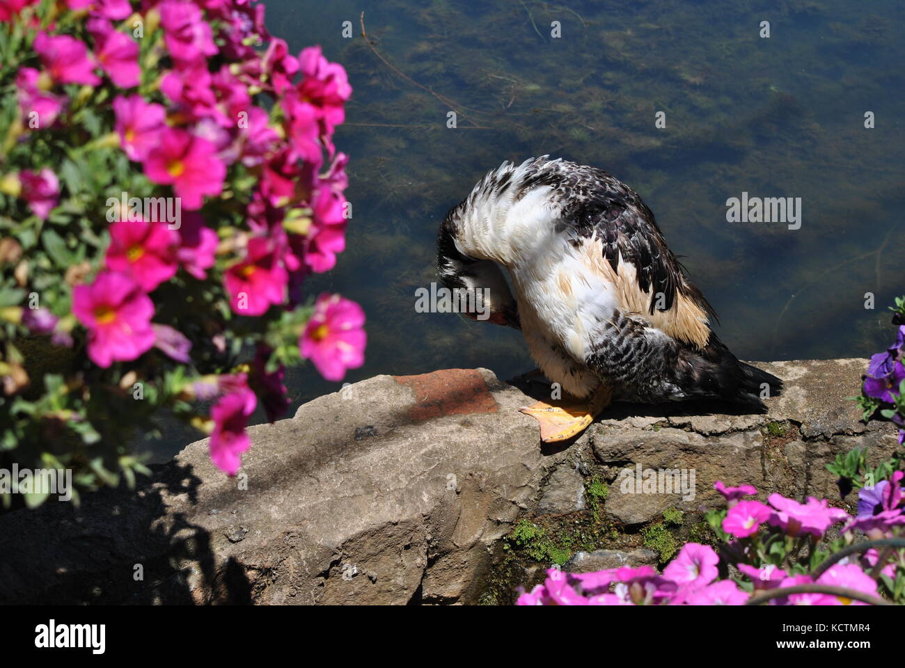 Small duck species hi-res stock photography and images - Alamy