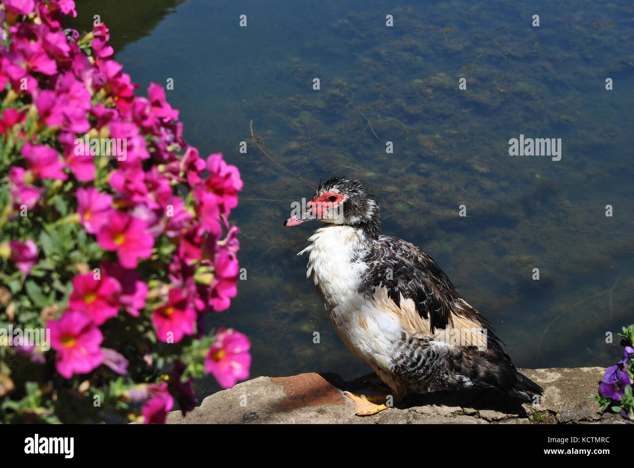 White sweet duck hi-res stock photography and images - Alamy