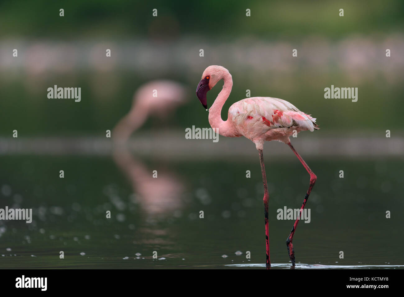 Lesser flamingo with clean background Stock Photo - Alamy