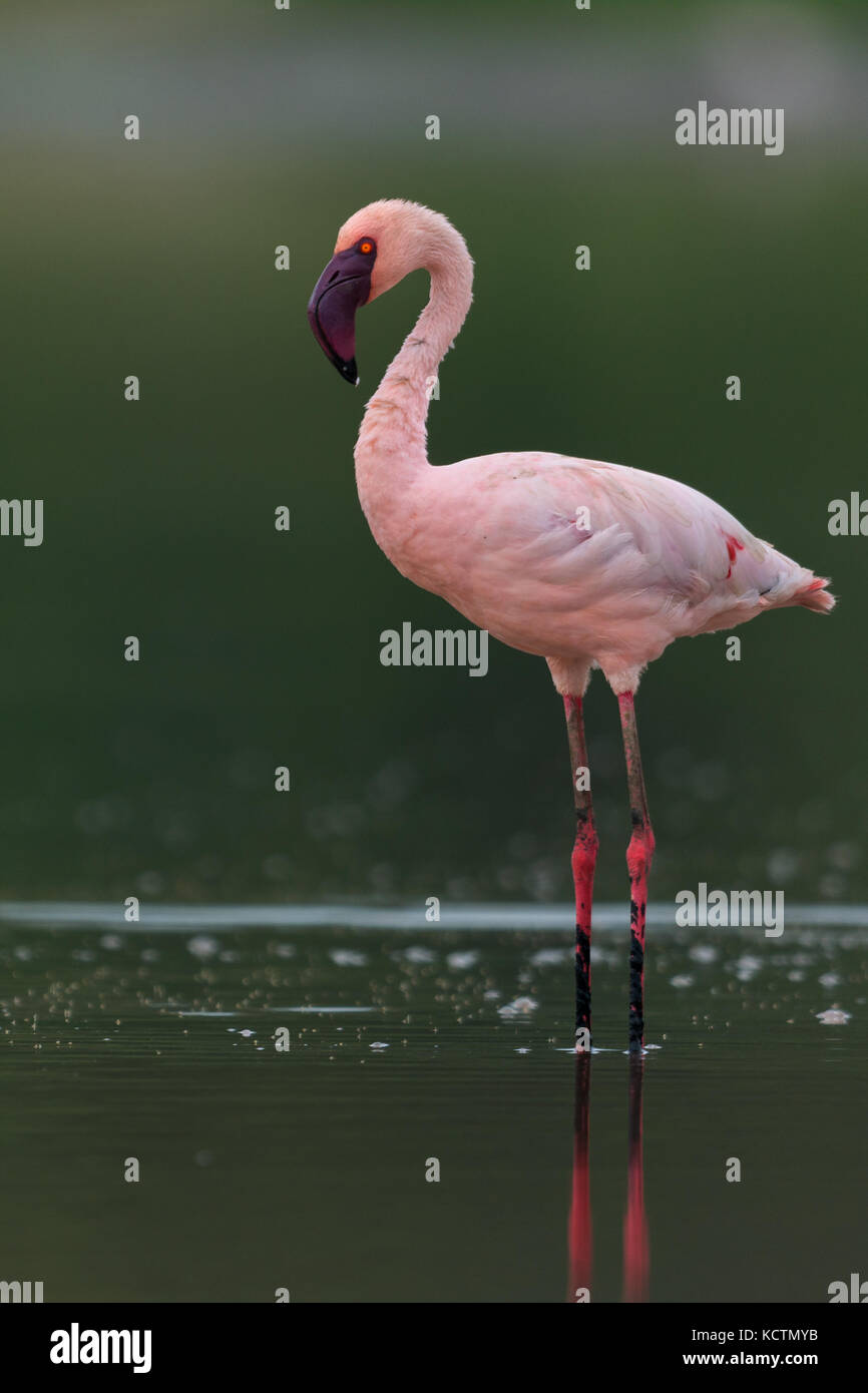Lesser flamingo with clean background Stock Photo - Alamy