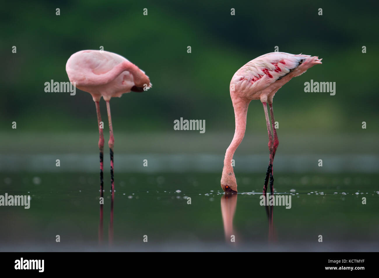 Lesser flamingo with clean background Stock Photo - Alamy