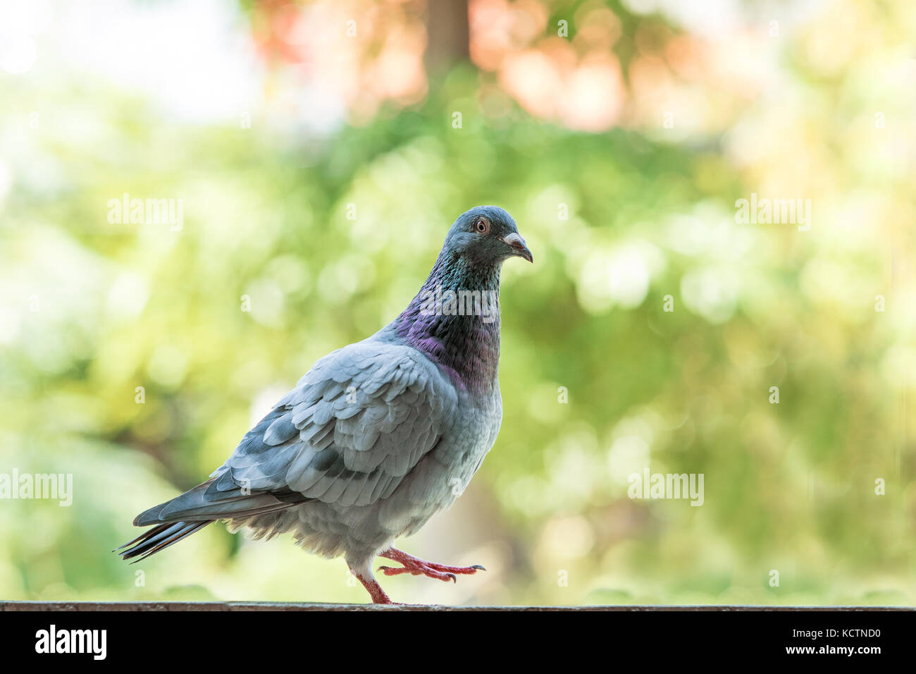 homing pigeon bird against green blur background Stock Photo - Alamy