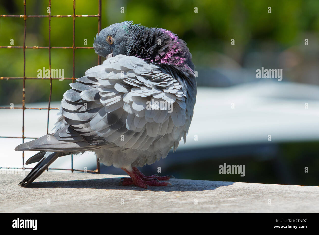full body of homing pigeon preening feather Stock Photo - Alamy