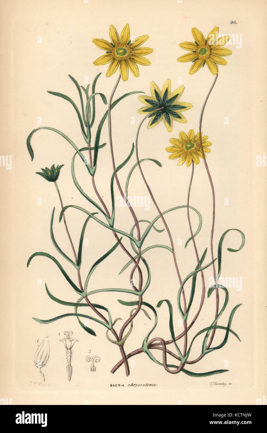 California goldfields, Lasthenia californica (Golden-anthered baeria ...