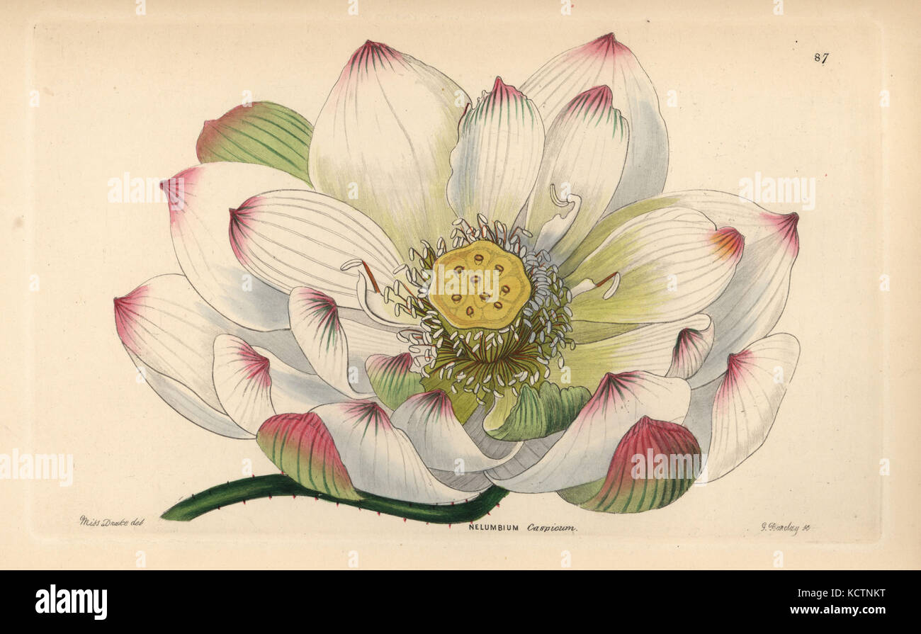 Indian lotus or Sacred lotus, Nelumbo nucifera (Caspian nelumbium ...