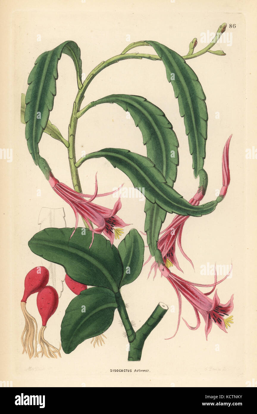 Two-shaped torch-thistle, Disocactus biformis. Endangered cactus ...