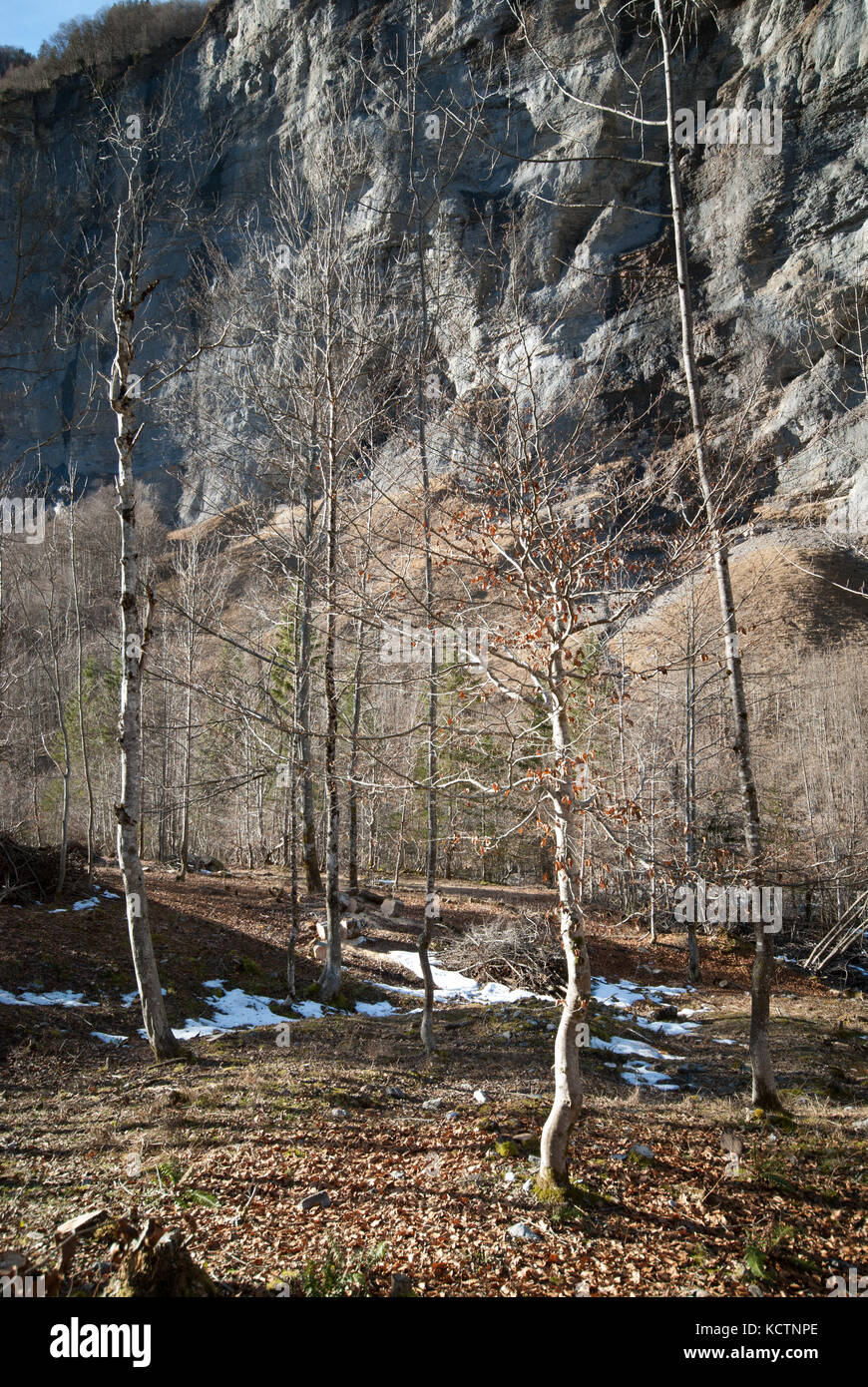 Trees in Le Giffre Valley, Sixt Fer A Cheval, French Alps, France Stock ...