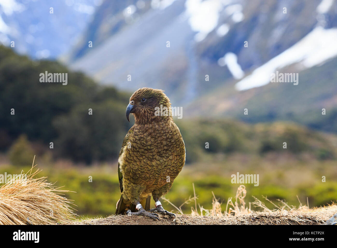 kea bird in alpine forest south land new zealand Stock Photo - Alamy