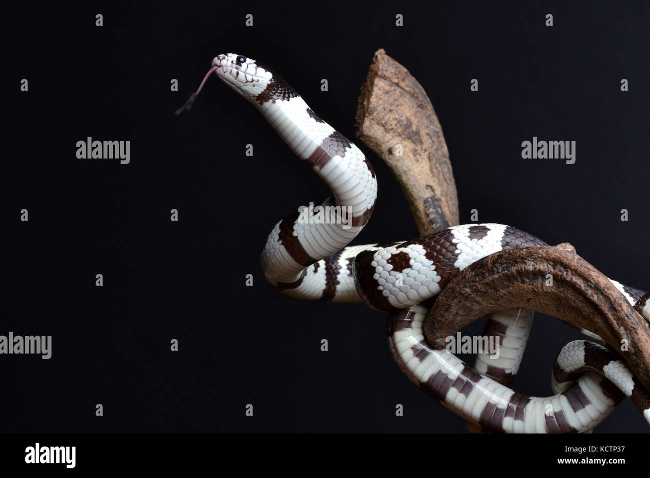 Californian Kingsnake (Lampropeltis getula californiae) on a tripod in ...