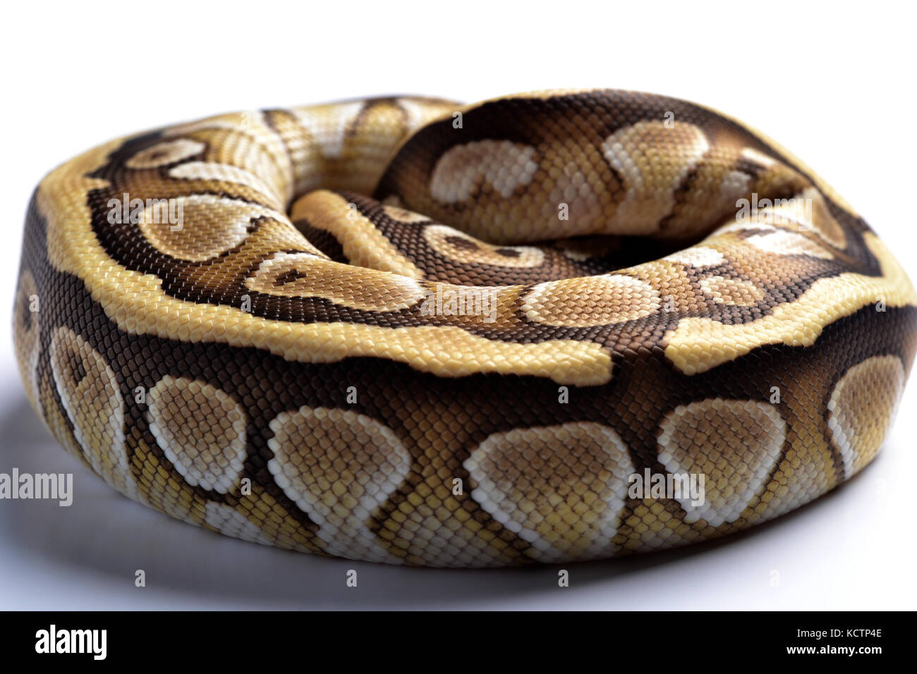 A ball python (Python regius) balled up in the studio with a white ...
