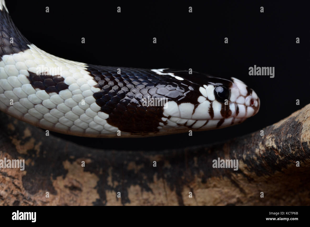 Californian Kingsnake (Lampropeltis getula californiae) on a tripod in ...