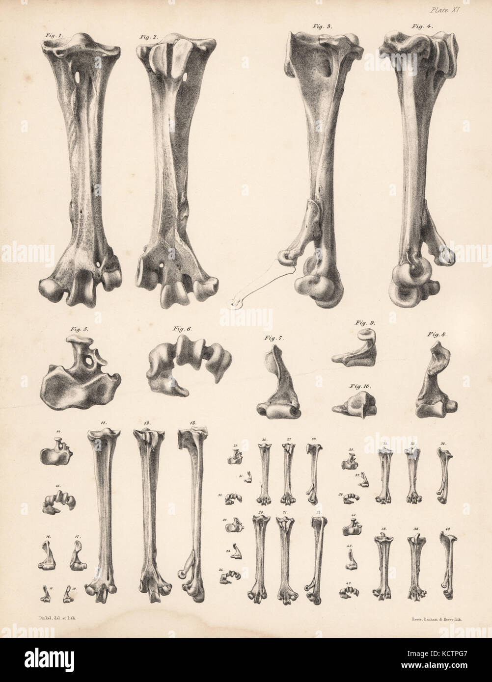 Metatarsus bones of the dodo, Raphus cucullatus 1-10, crowned pigeon ...