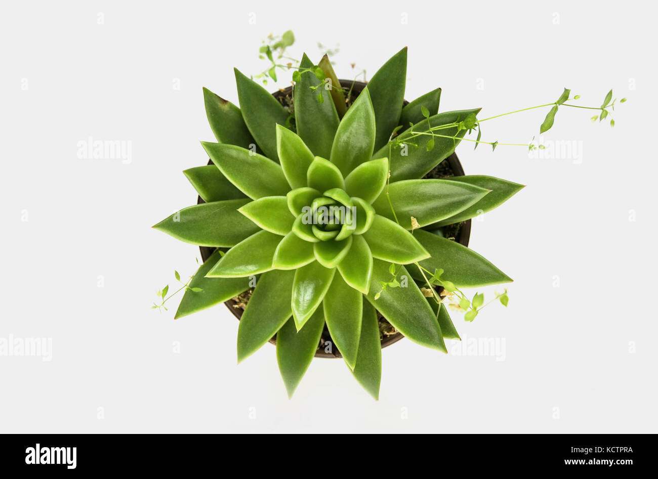 A Succulent plant from above on a white surface Stock Photo - Alamy