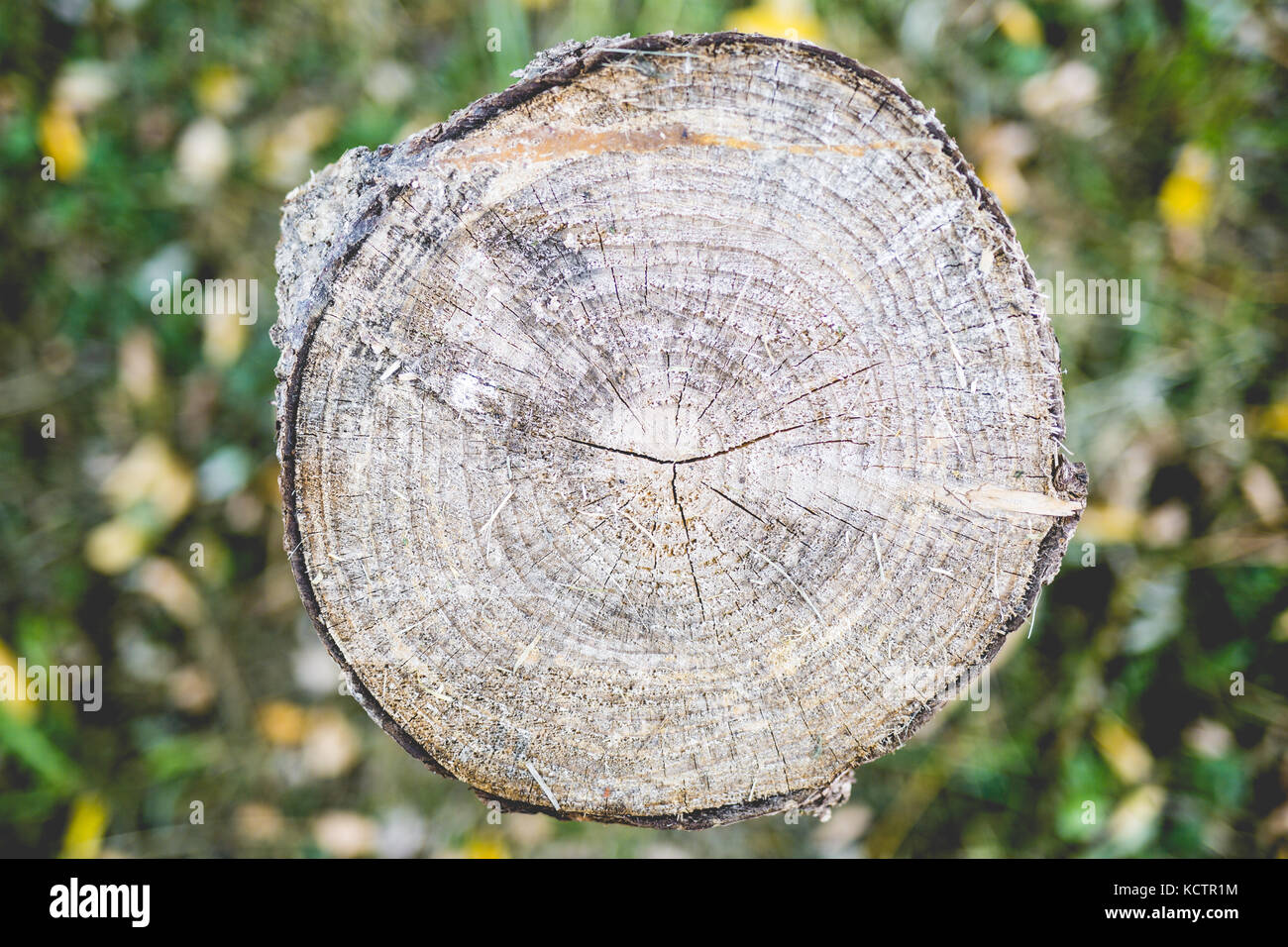 Textures of the nature hi-res stock photography and images - Alamy