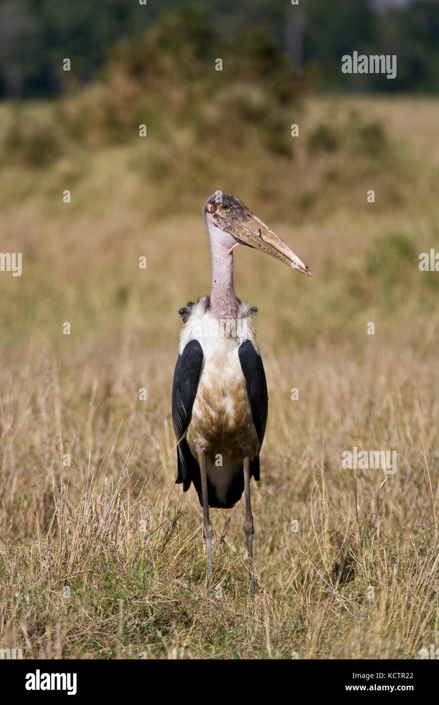 Marabou stork hi-res stock photography and images - Alamy