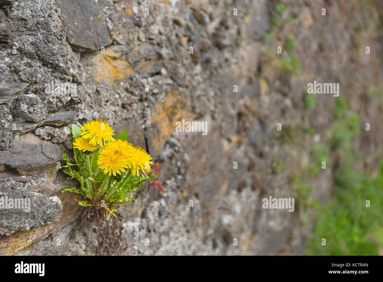 Dandelions growing in a medieval rock wall of the castle Manderscheid ...