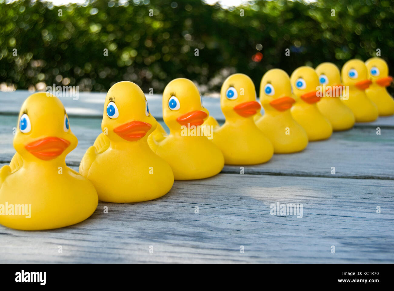 Rubber Ducks In A Row