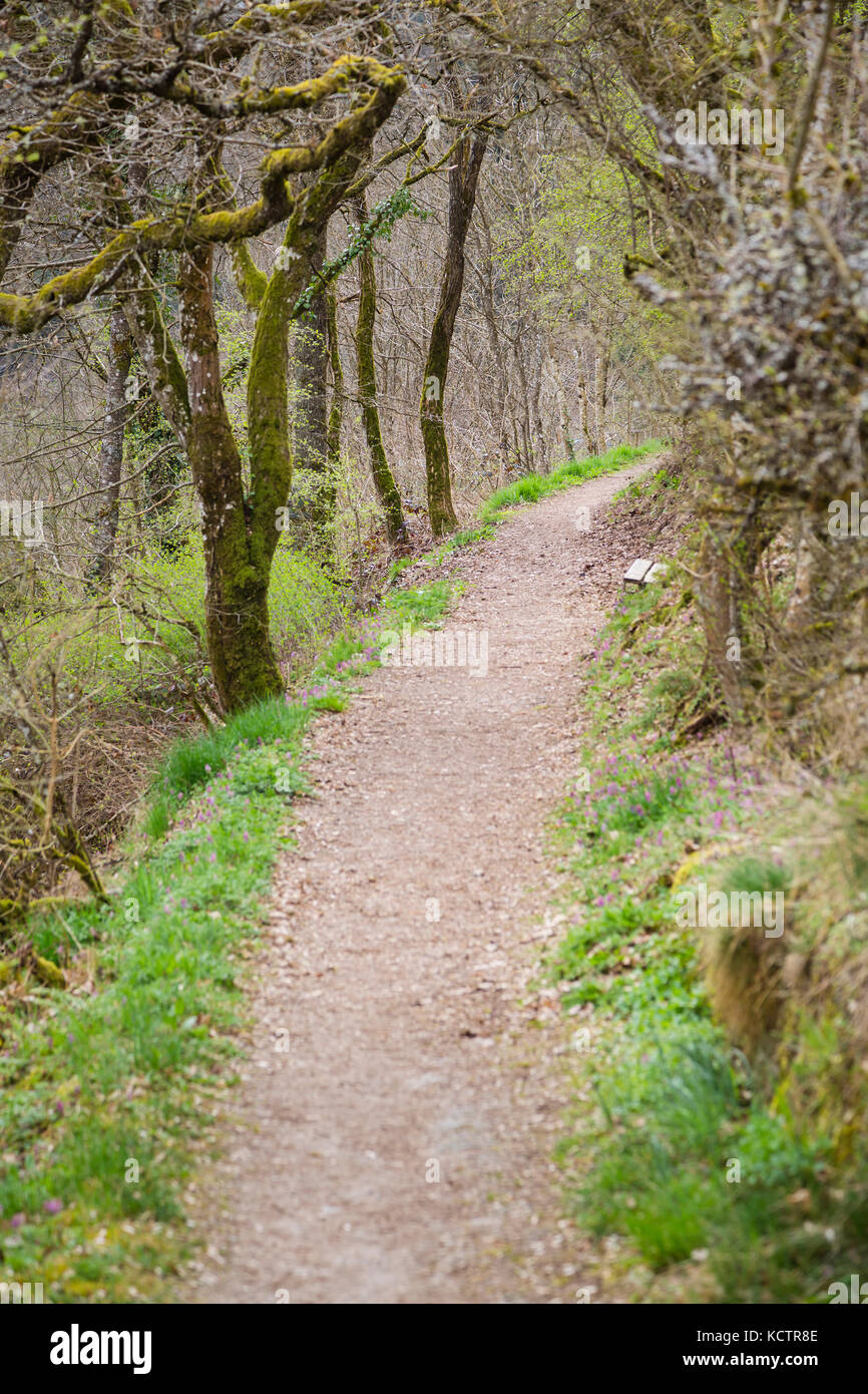 Small footpath through forest near the castles of Manderscheid in the ...