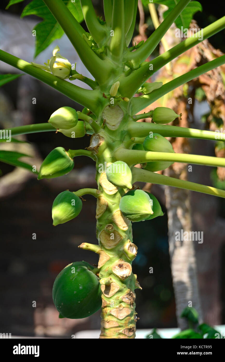Papaya stem hi-res stock photography and images - Alamy