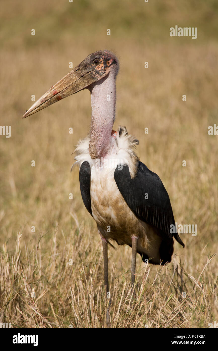Marabou Stork, (Leptoptilos crumenifer) Masai Mara, Kenya, Africa Stock ...