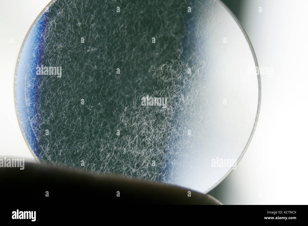 Fungus on lenses. 1/6 Stock Photo - Alamy