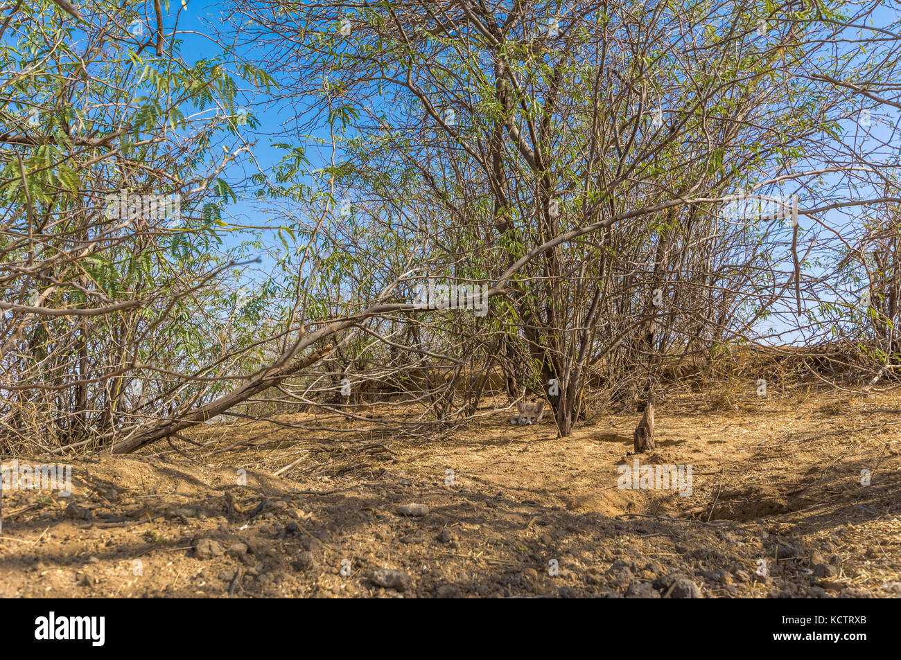White-footed fox pup, camouflaged Stock Photo - Alamy