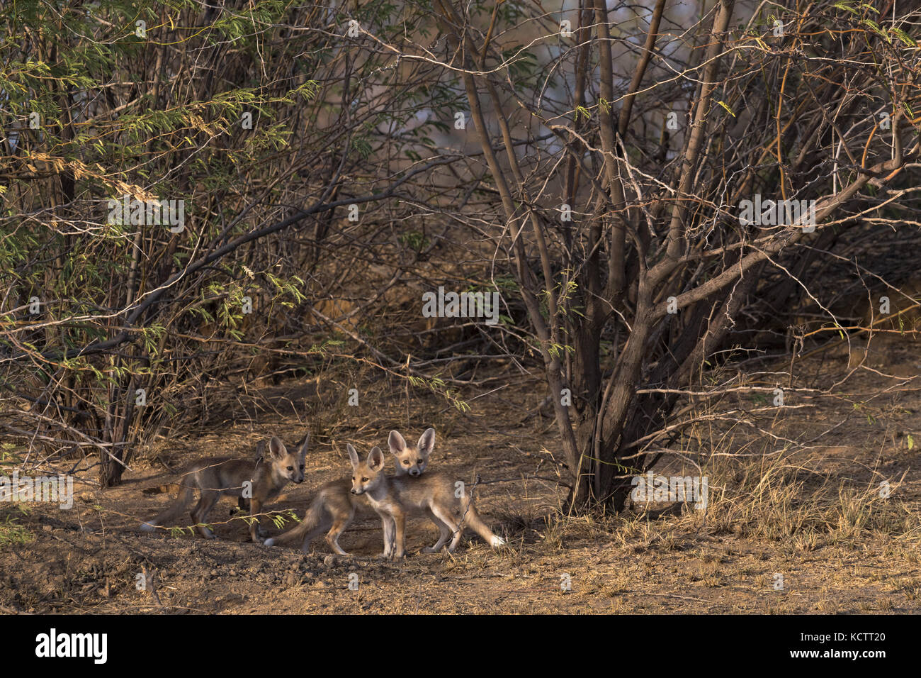 White-footed fox siblings Stock Photo - Alamy