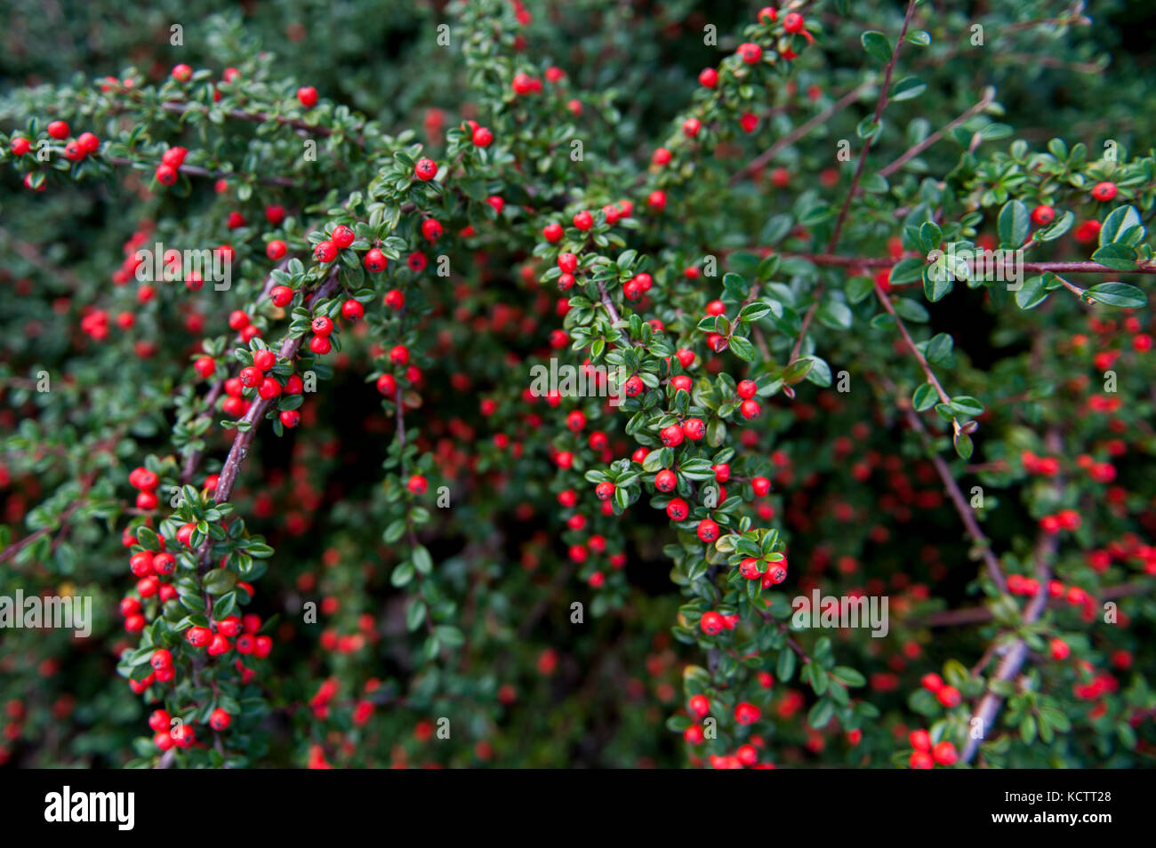 red berries in green bush Stock Photo - Alamy