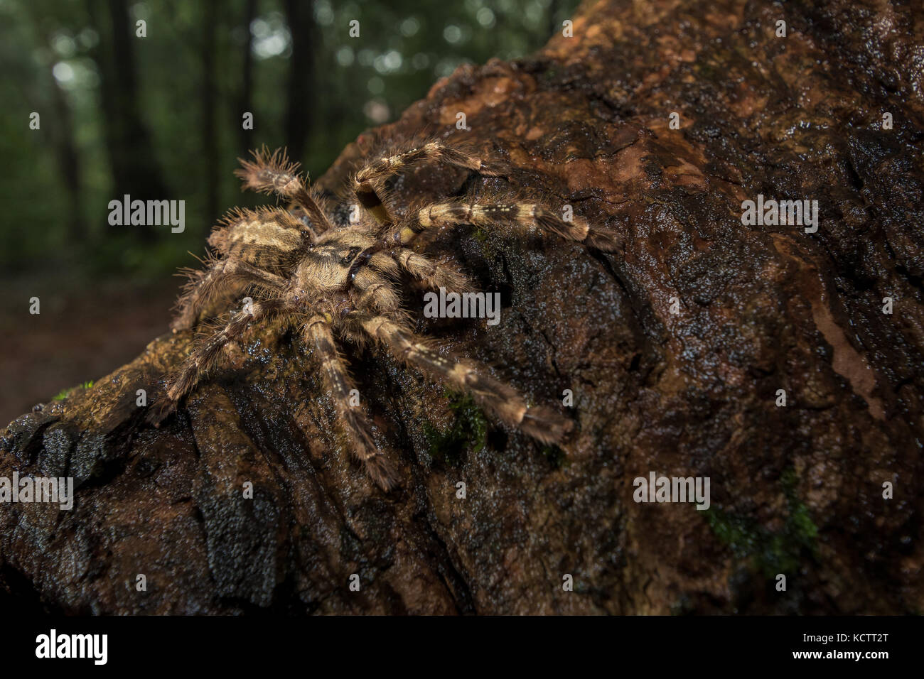Yellow-thigh tarantula on a wet tree bark at Matheran, Maharashtra ...
