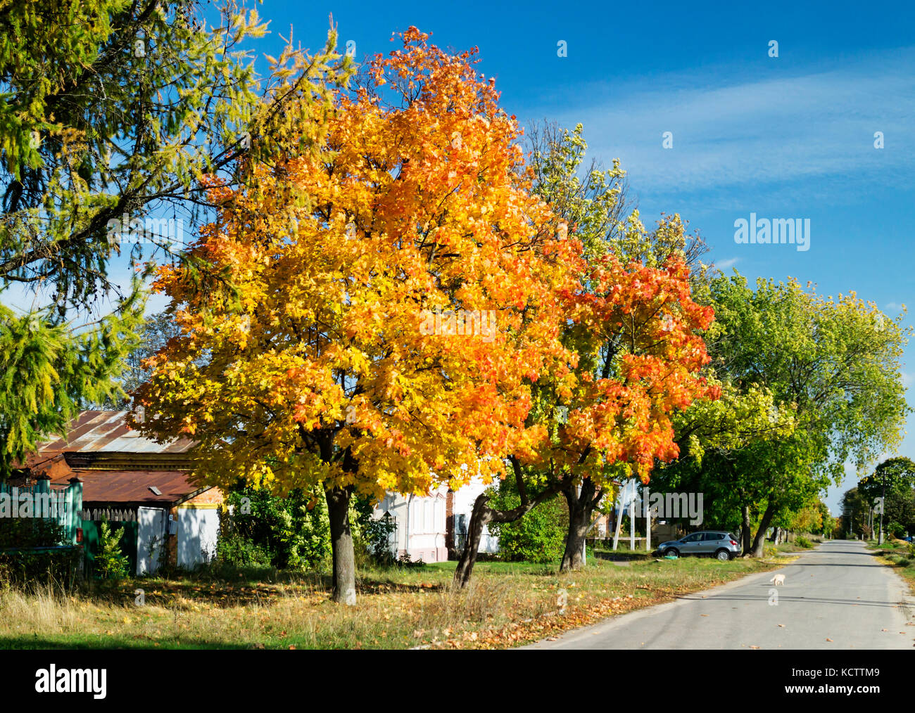 Beautiful maple on background blue sky in rural terrain Stock Photo - Alamy