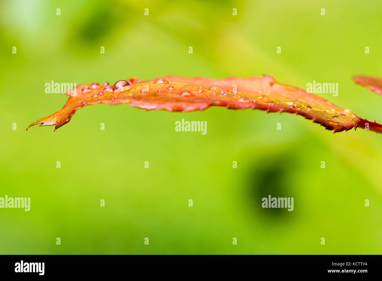 Close up side view of leaf with nice water drops. Selective focus ...
