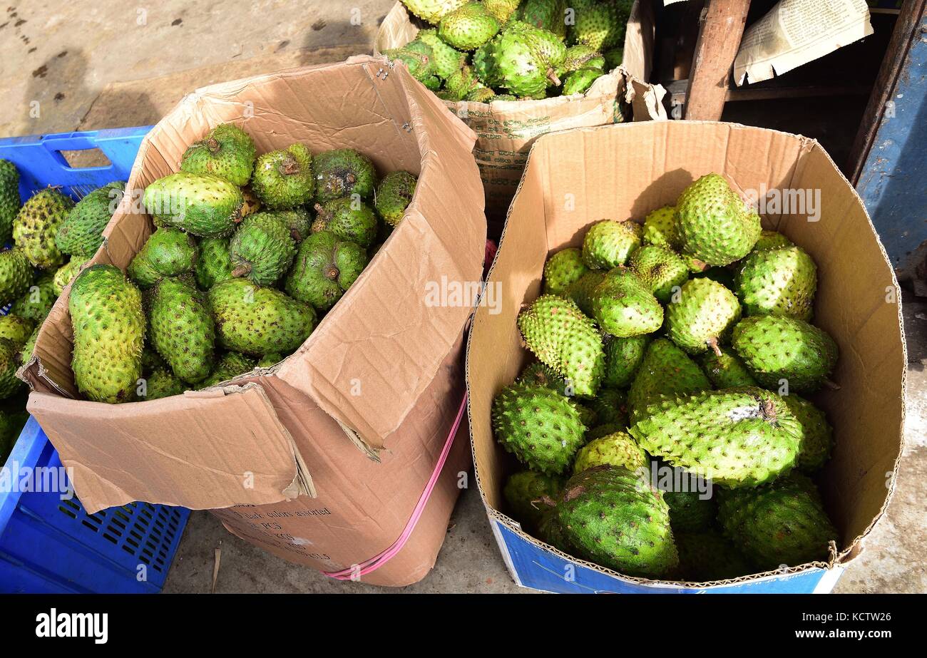 Soursop Fruit Cancer