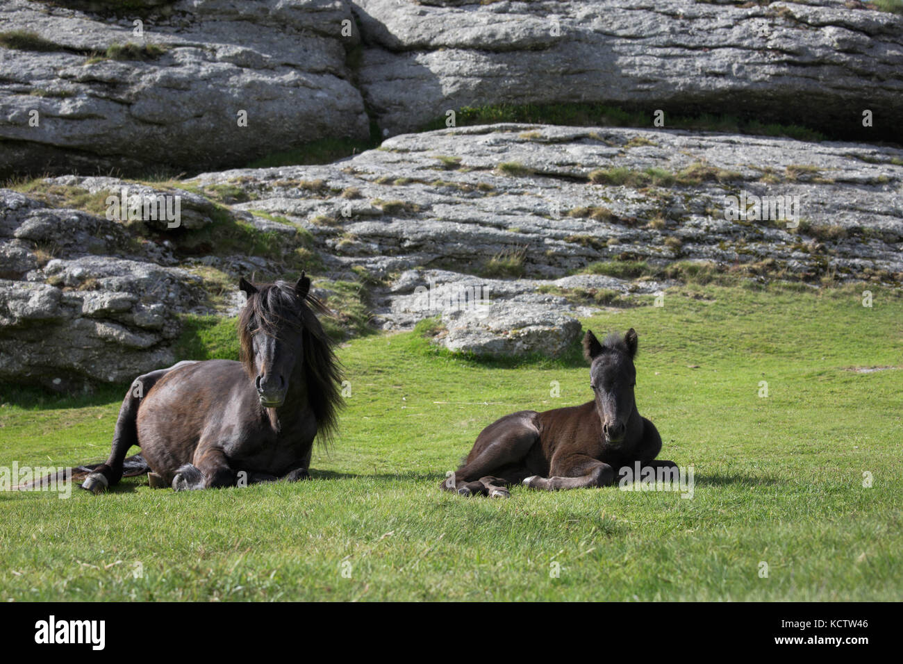 Horses lying down hi-res stock photography and images - Alamy