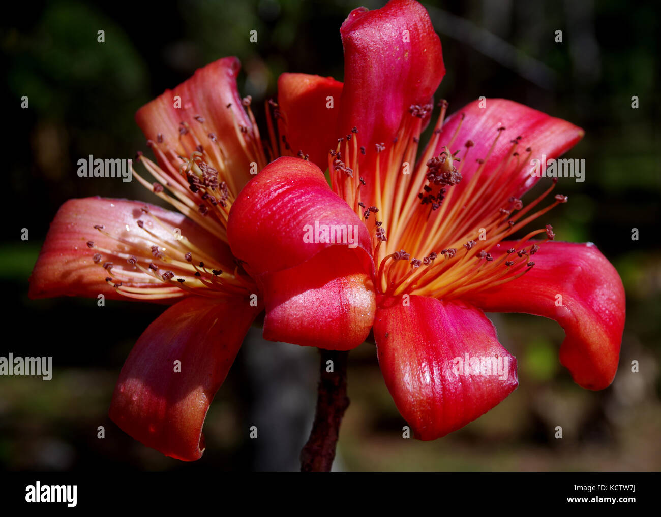 Red Silk Cotton Tree, Bombax Ceiba Stock Photo - Alamy