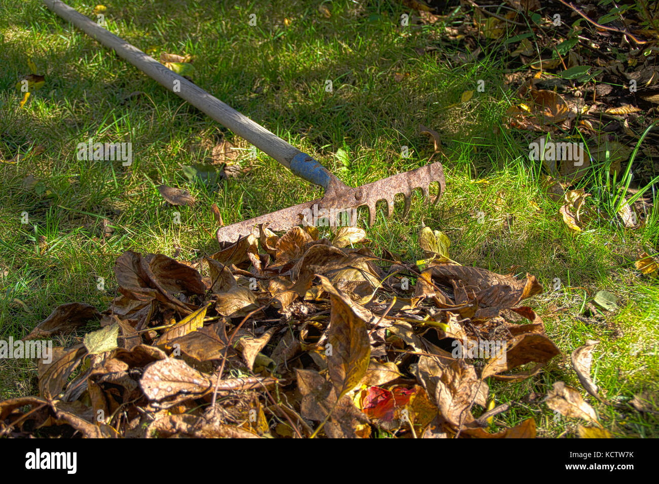 Garden leaves hi-res stock photography and images - Alamy