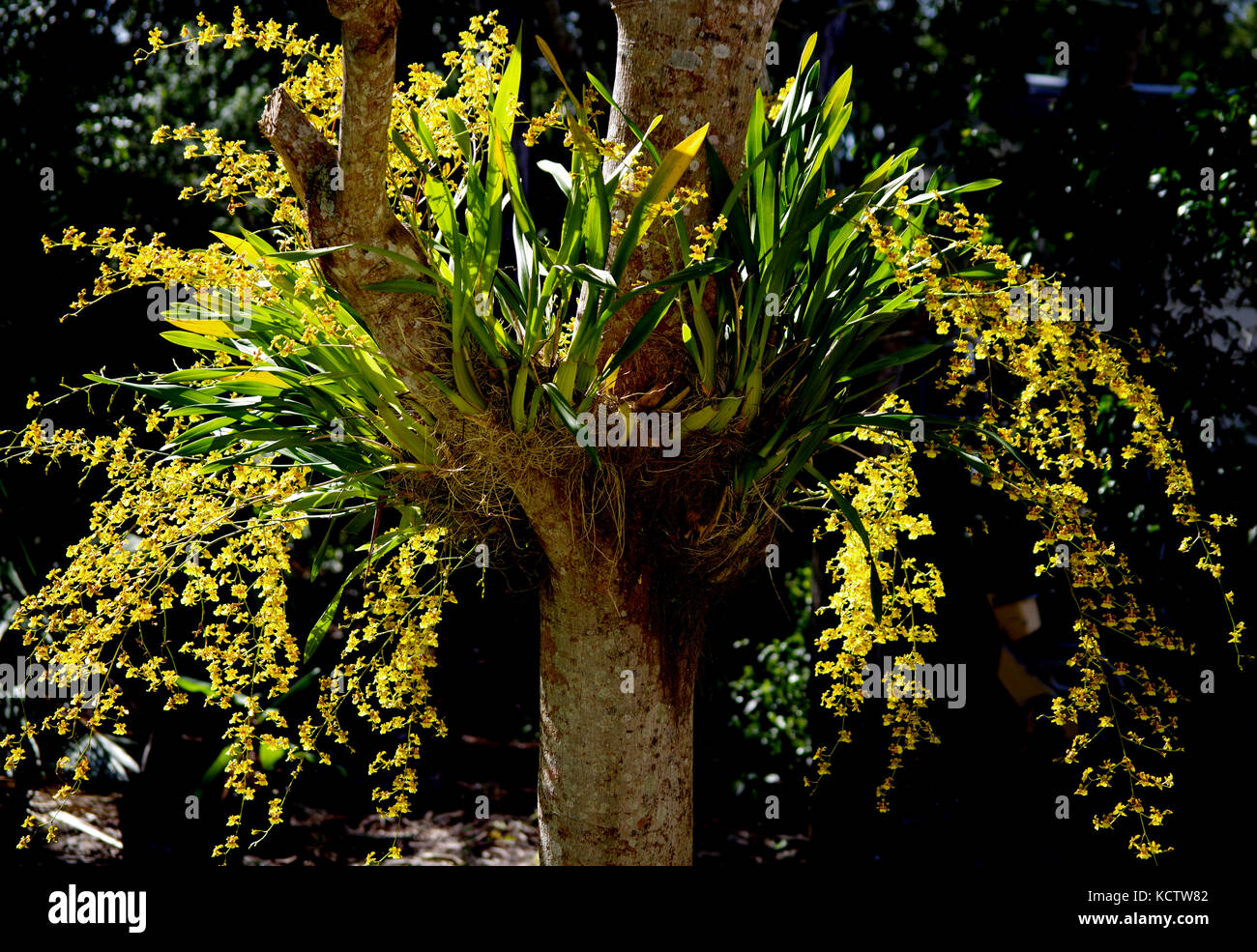 Dancing Dolls Orchid Stock Photo - Alamy