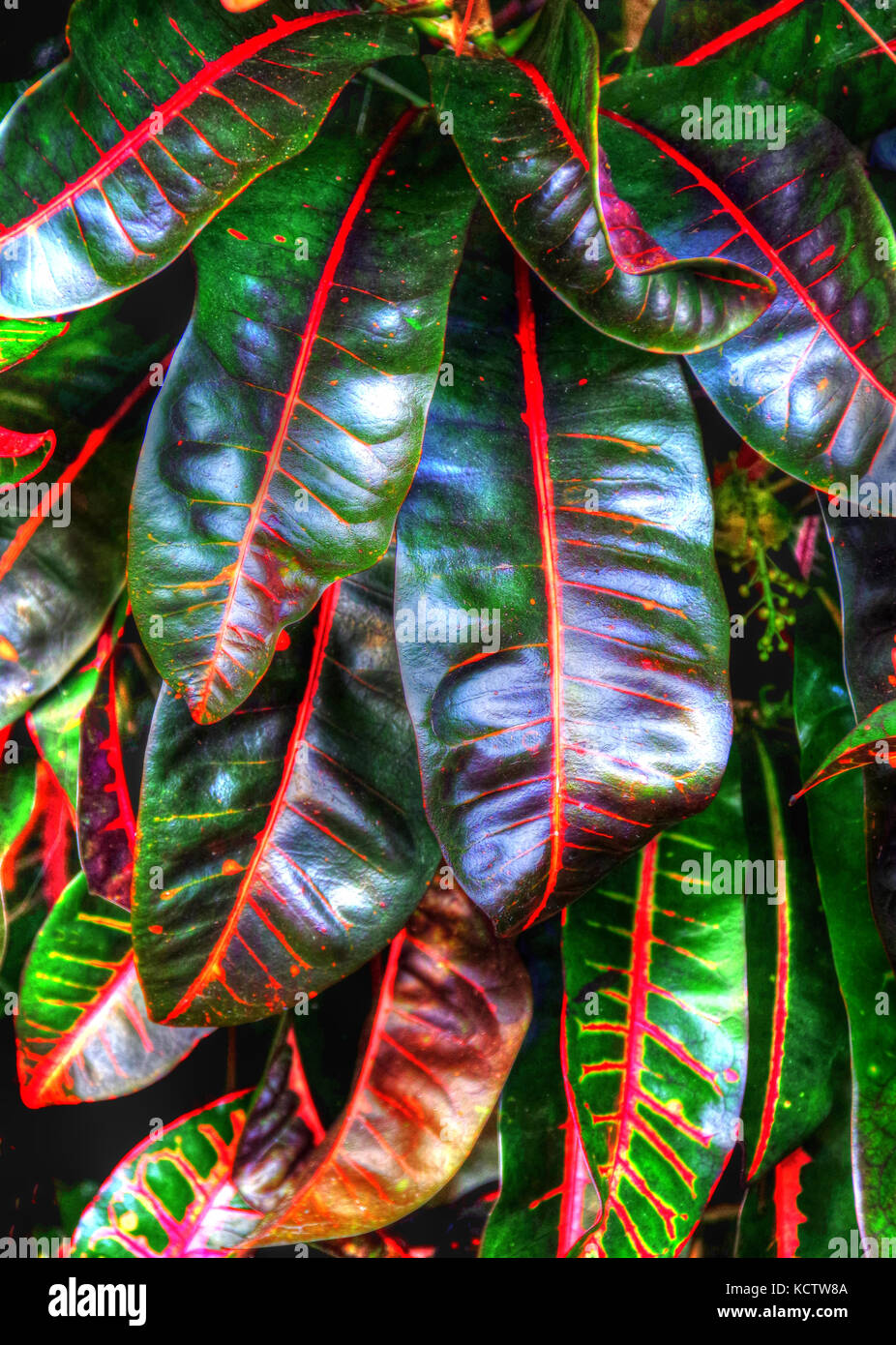 Crotons hi-res stock photography and images - Alamy