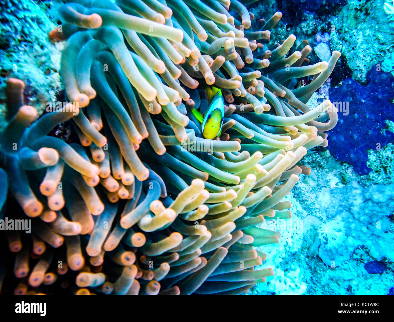 nemo fish in anemone Stock Photo - Alamy