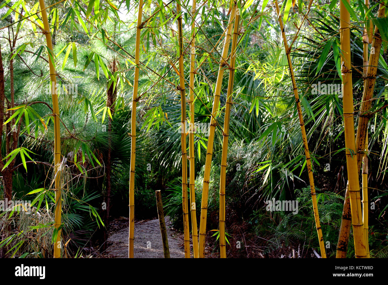 Bamboos roots hi-res stock photography and images - Alamy