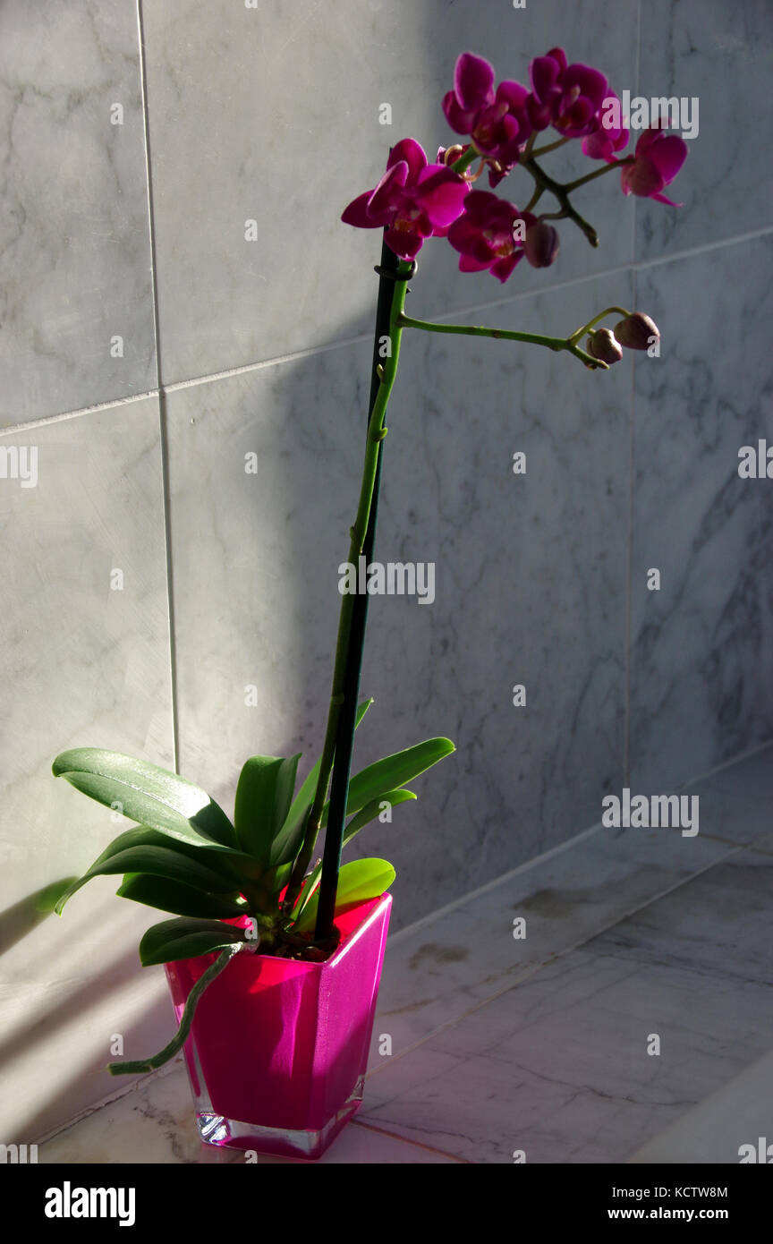 Purple Orchid in Morning Sun Stock Photo - Alamy