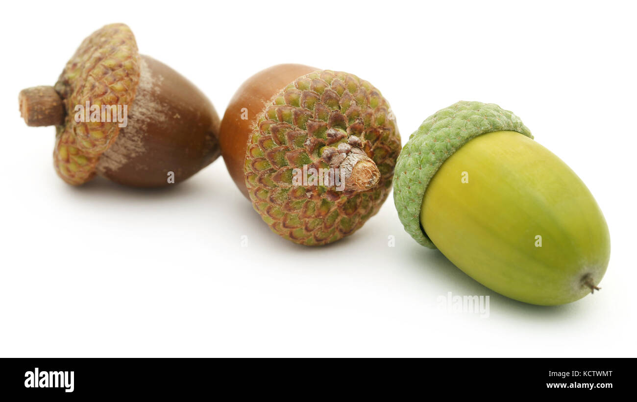 Acorn tree Cut Out Stock Images & Pictures - Alamy
