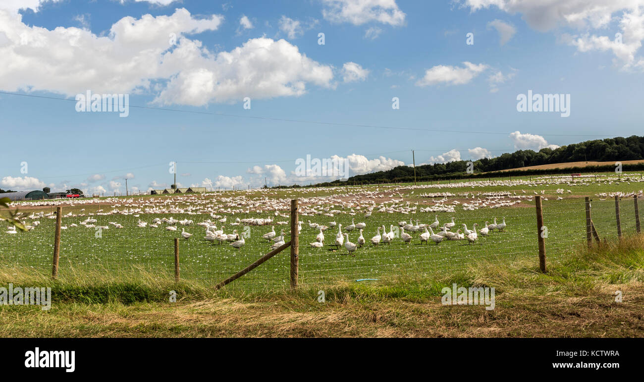 Geese in field on farm, UK Stock Photo - Alamy